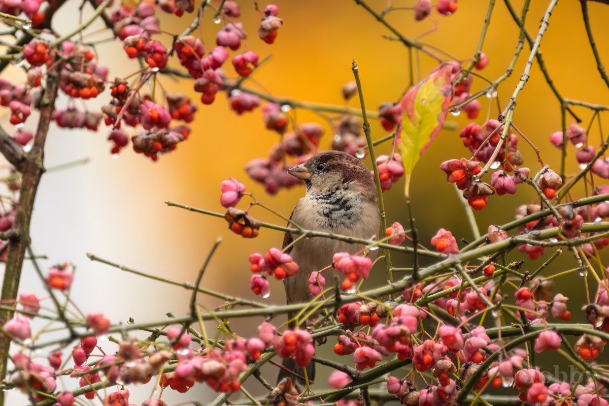 Galleries – Jobby Photos